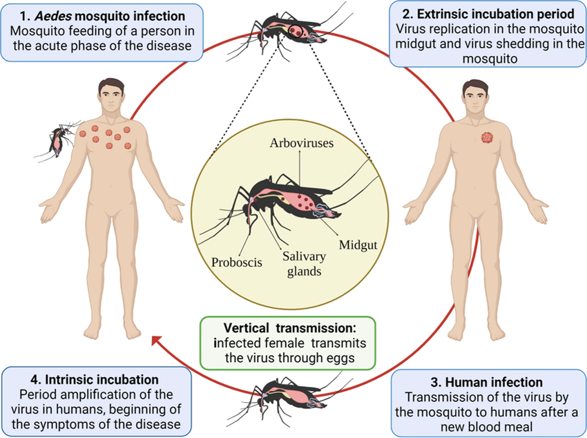 Aedes Mosquitoes: Why Humans Are Their Preferred Prey